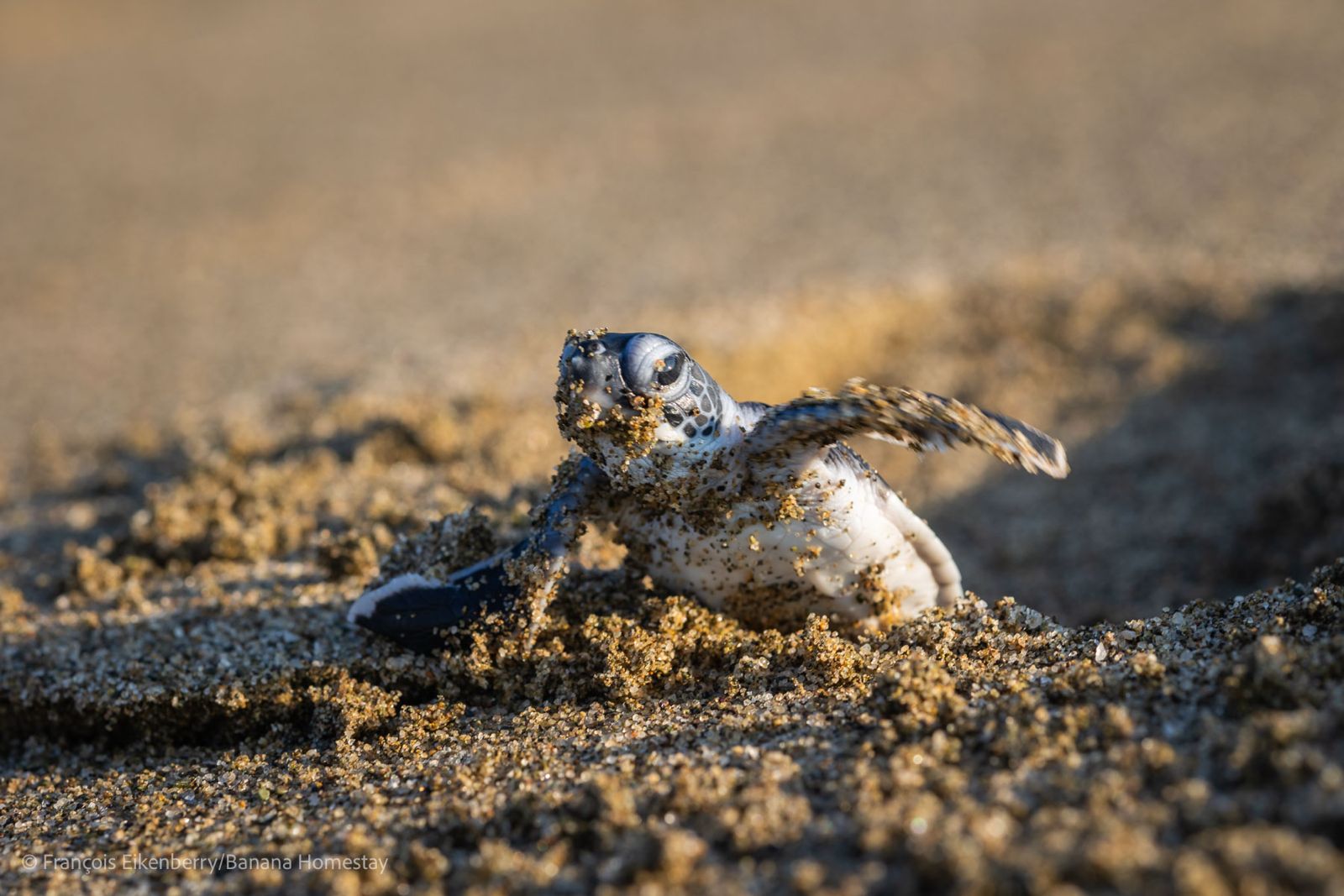 Sukamade Turtle Beach Tour – Green Turtle Watching & Private Eco-Tour ...